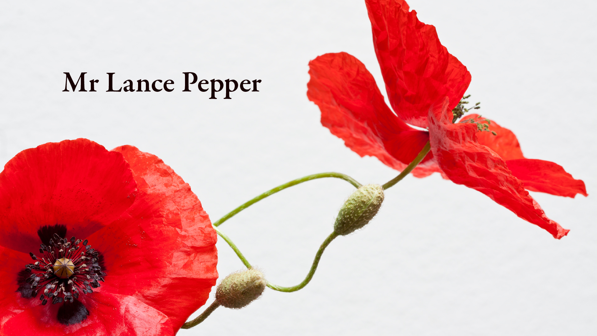Poppy 01 - Mr Lance Pepper - Lester & Son - Wmedia